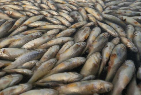 Pescadores reciben recurso por muerte de popochas - El Diario NTR | NTR ...