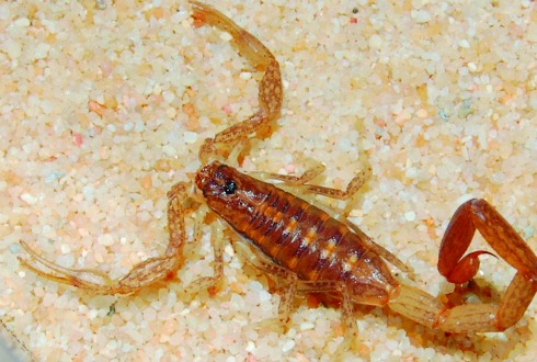 Exploran beneficios del veneno de alacrán - El Diario NTR | NTR Guadalajara