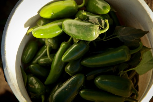 Podrían crear medicamentos con compuesto de chile - El Diario NTR | NTR ...