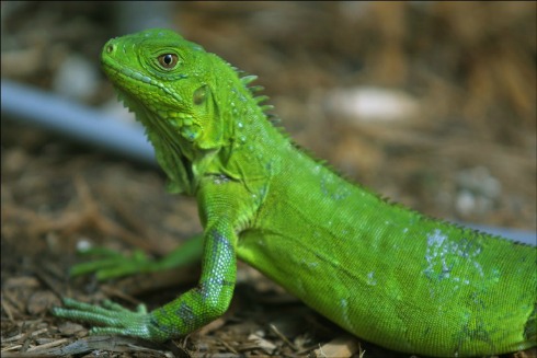 Profepa reubica 23 iguanas en Colima - El Diario NTR | NTR Guadalajara