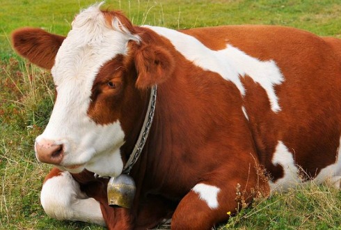 Adultos estadounidenses creen que la leche con chocolate viene de vacas ...