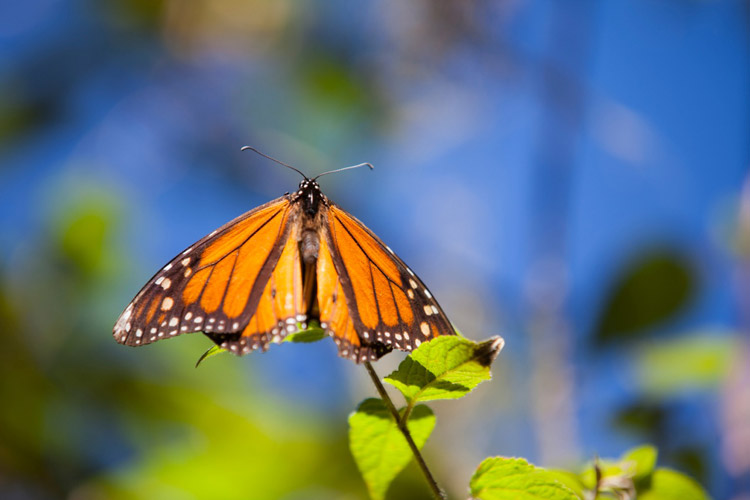 La brújula de las monarca | NTR Guadalajara