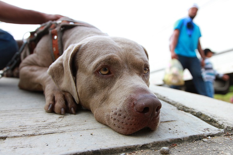Conoce a Bolillo, el perro que también busca el sueño americano - El ...