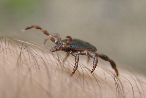 Mueren mujer y su bebé tras picadura de garrapata en Durango | NTR ...