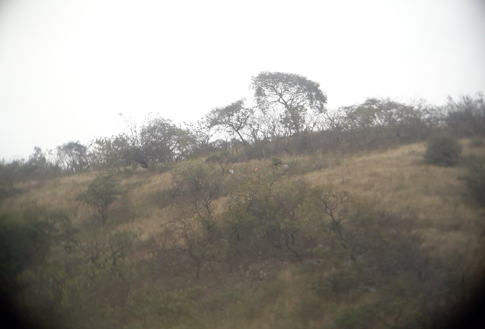 Brigadistas rescatan a grupo perdido en el cerro del Colli - El Diario ...