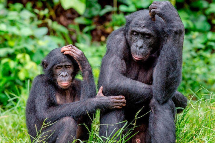 Amenaza conservación de los grandes simios | NTR Guadalajara