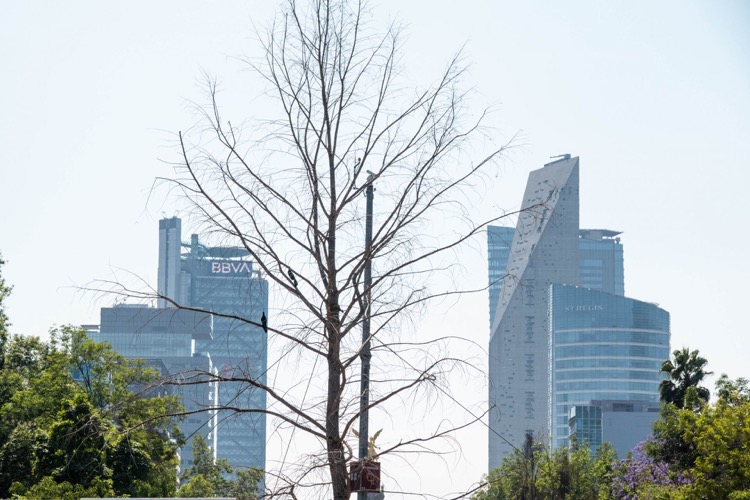 Remueven ahuehuete de glorieta en el Paseo de la Reforma - El Diario ...