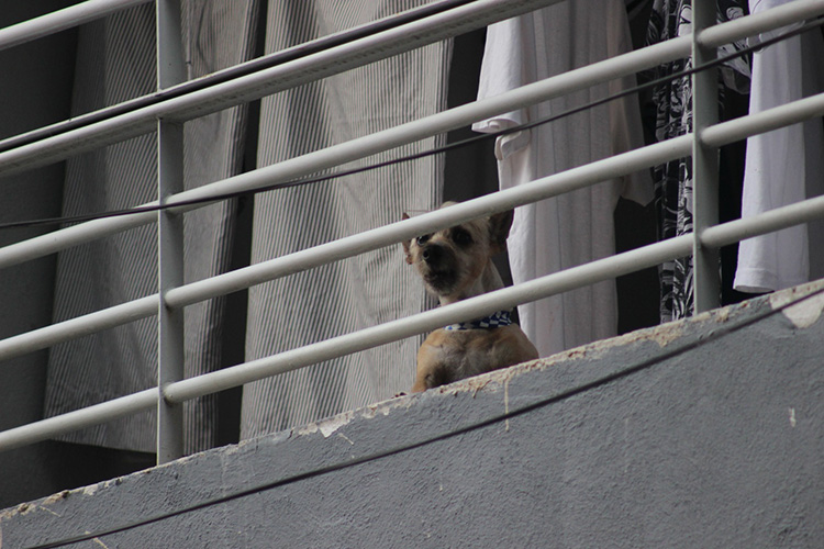 FE, con 9 vinculados por crueldad animal - El Diario NTR | NTR Guadalajara