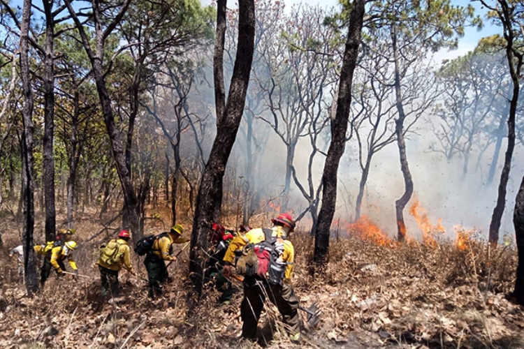 Procesan a 26 por incendiar bosques - El Diario NTR | NTR Guadalajara