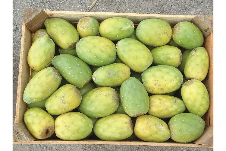 Fotorreportaje: La fruta del nopal | NTR Guadalajara